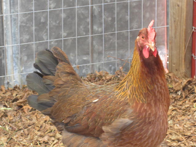 Welsummer Breeders: Facts