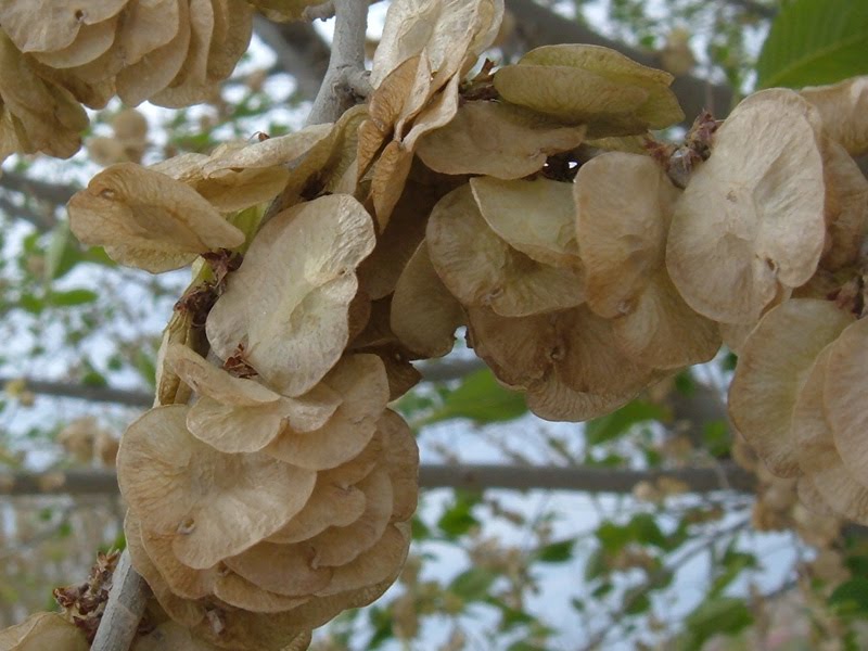 "Los álamos en El Damascal"