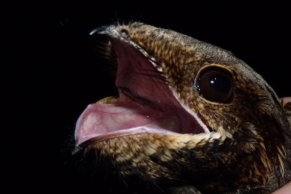 BTO Bird Ringing - 'Demog Blog': Nightjar ringing