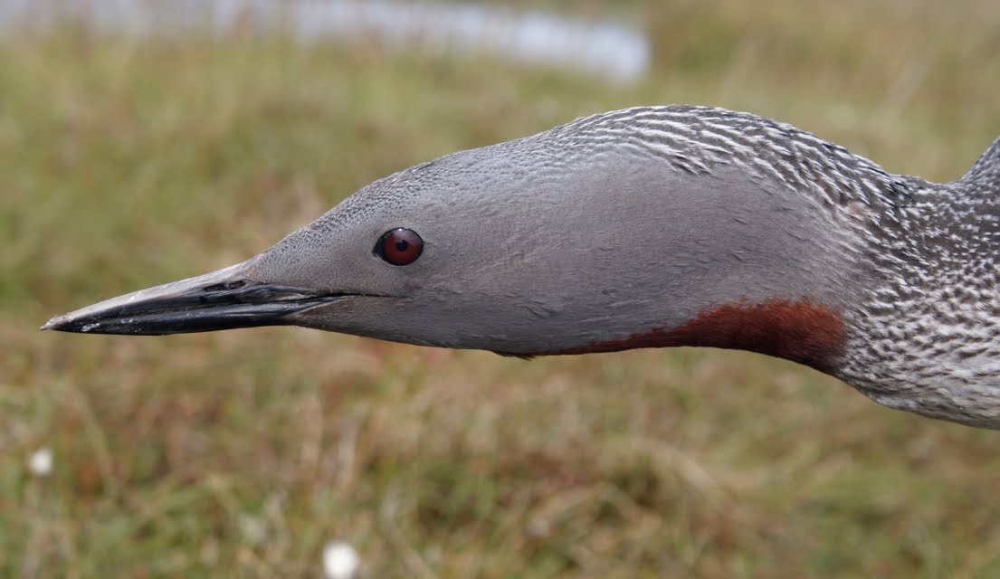 BTO Bird Ringing - 'Demog Blog': 2010