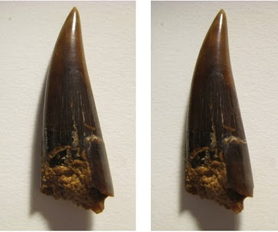 Fossils and Other Living Things: Protosphyraena perniciosa in Stereo