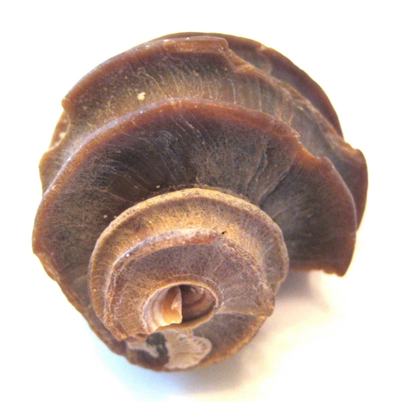 Fossils and Other Living Things: Fragility of the Ecphora