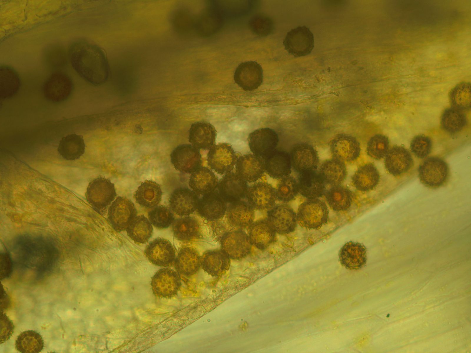 Small Wonder: Pollen Grains