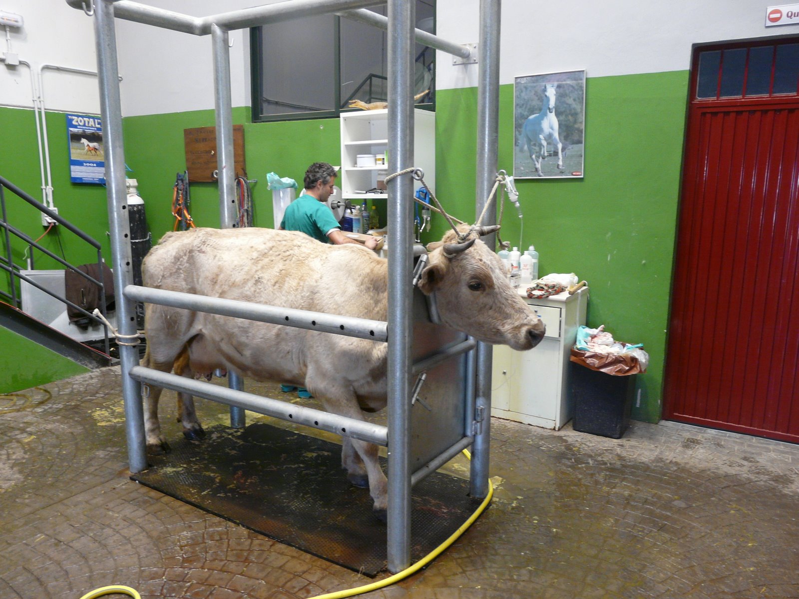BLOG DE VICENTE PEÑA: Una vaca visita el Hospital