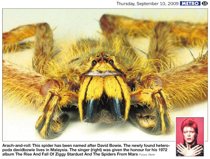 davidbowiespider.j (image)