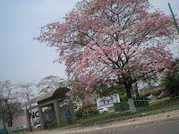 lacandon: Macuilis en Villahermosa