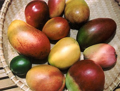 lacandon: Temporada de mangos