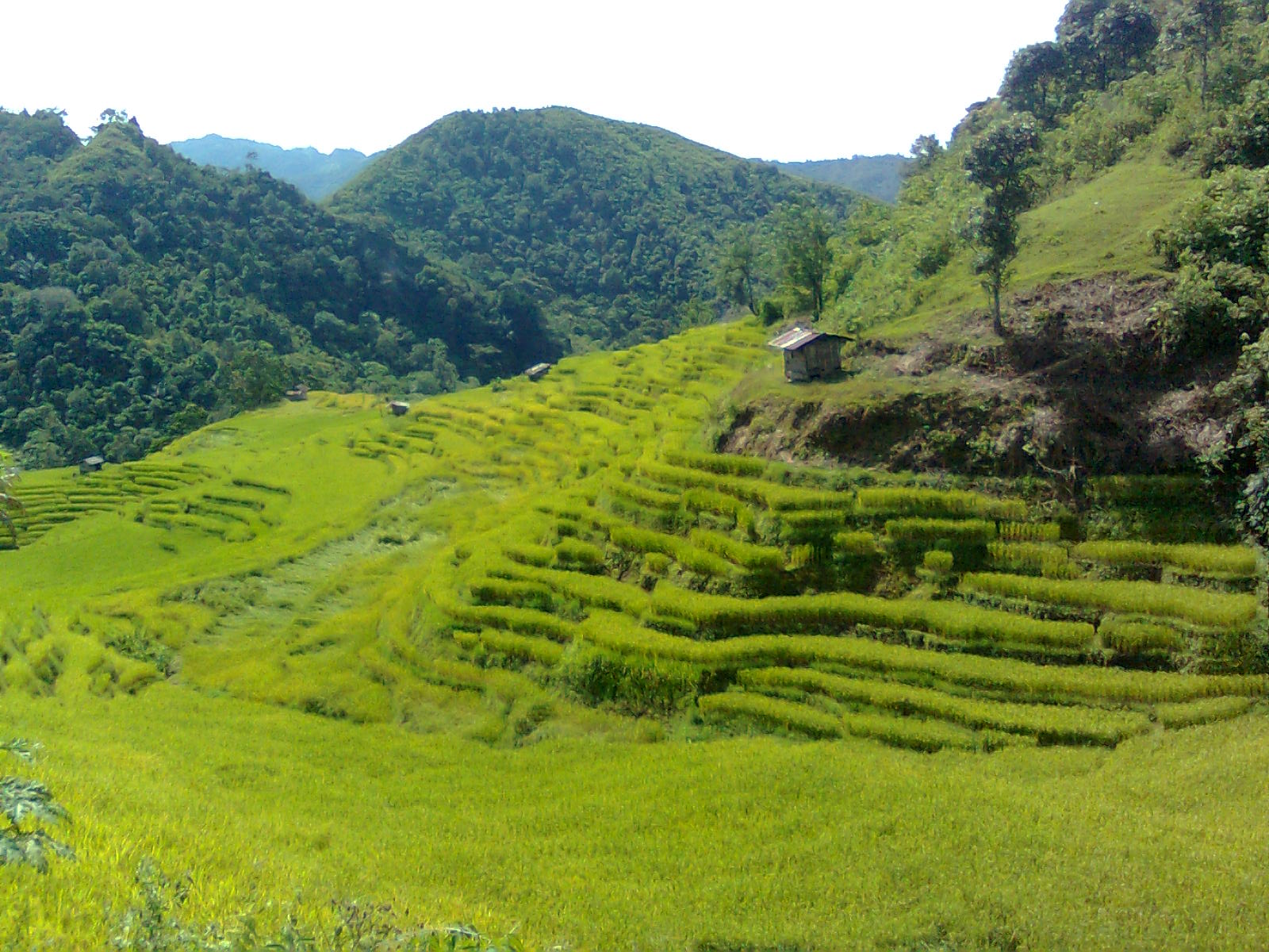 "P I N O K I O Z E": Nagari Kajai