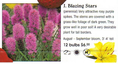 Mission for Annalee: Dutch Mill Bulbs