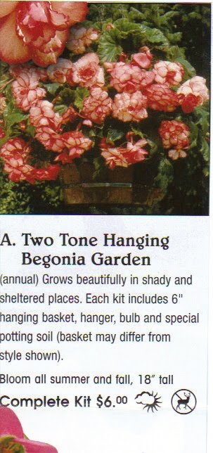 Mission for Annalee: Dutch Mill Bulbs