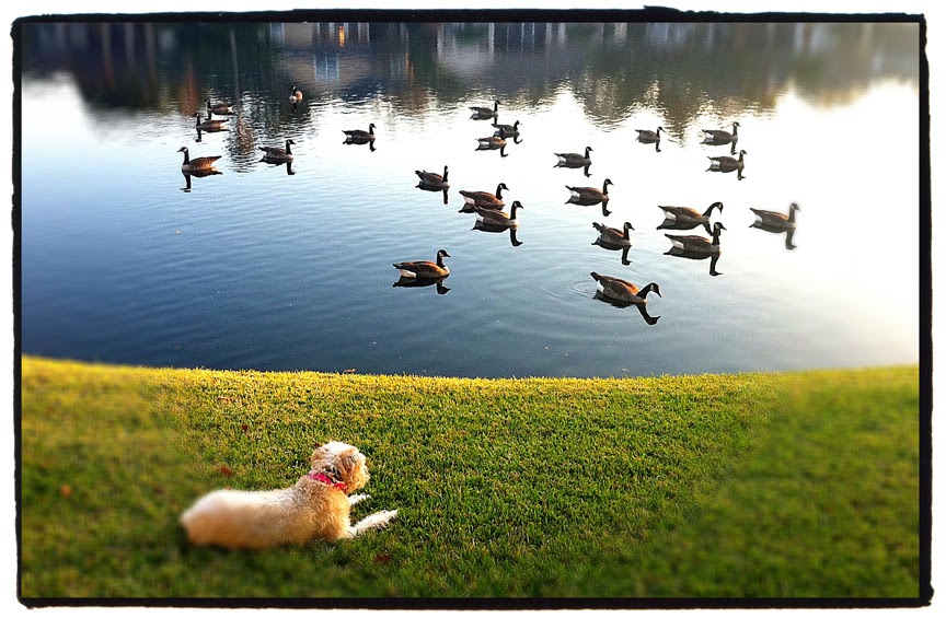 icaryn: Geese Patrol