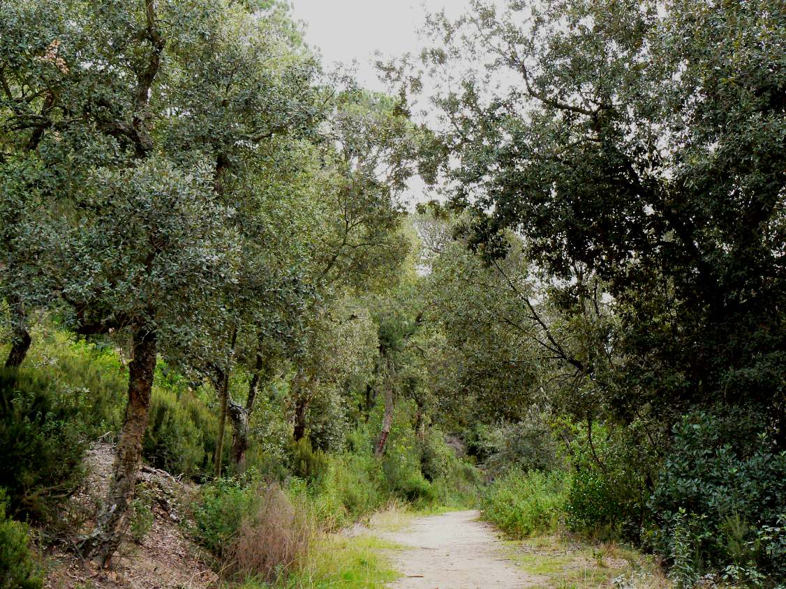 Natura i Territori: Els nostres boscos (2)