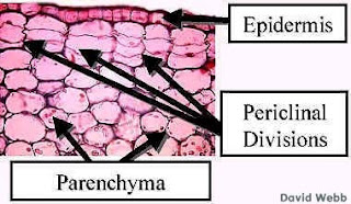 Plant Tissue Systems ~ the world of biology