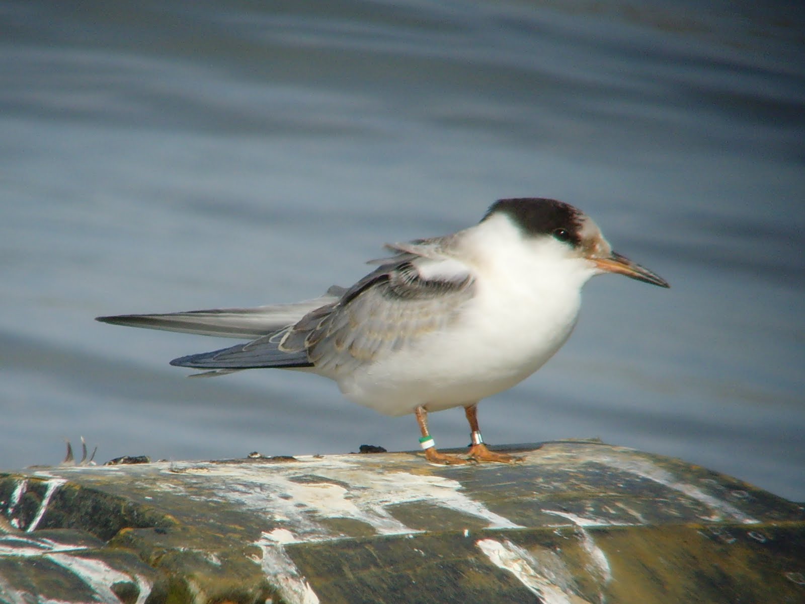 magslluqana: Colour ringed Common Tern