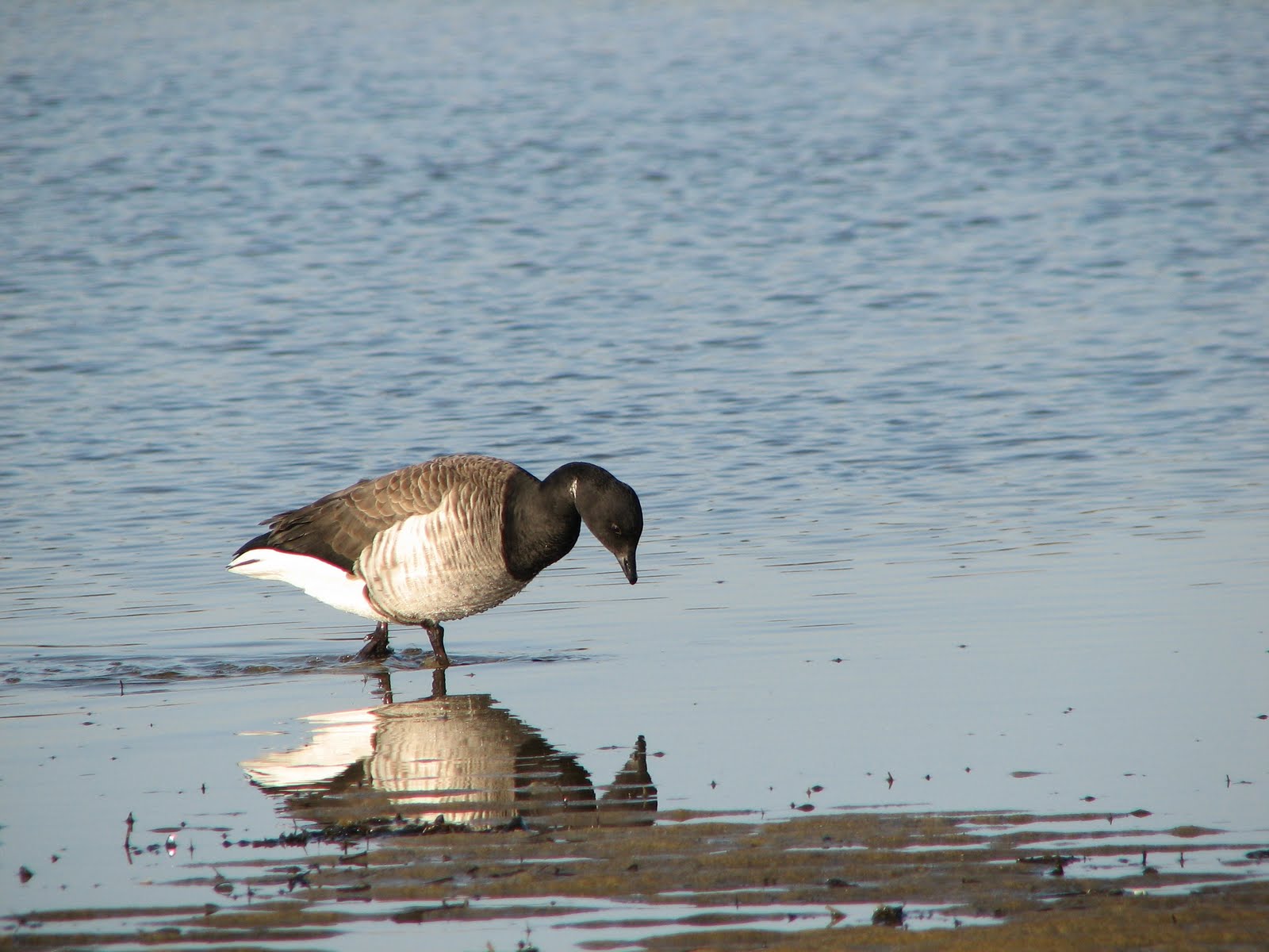 BirdingGirl: Black Brant Goose