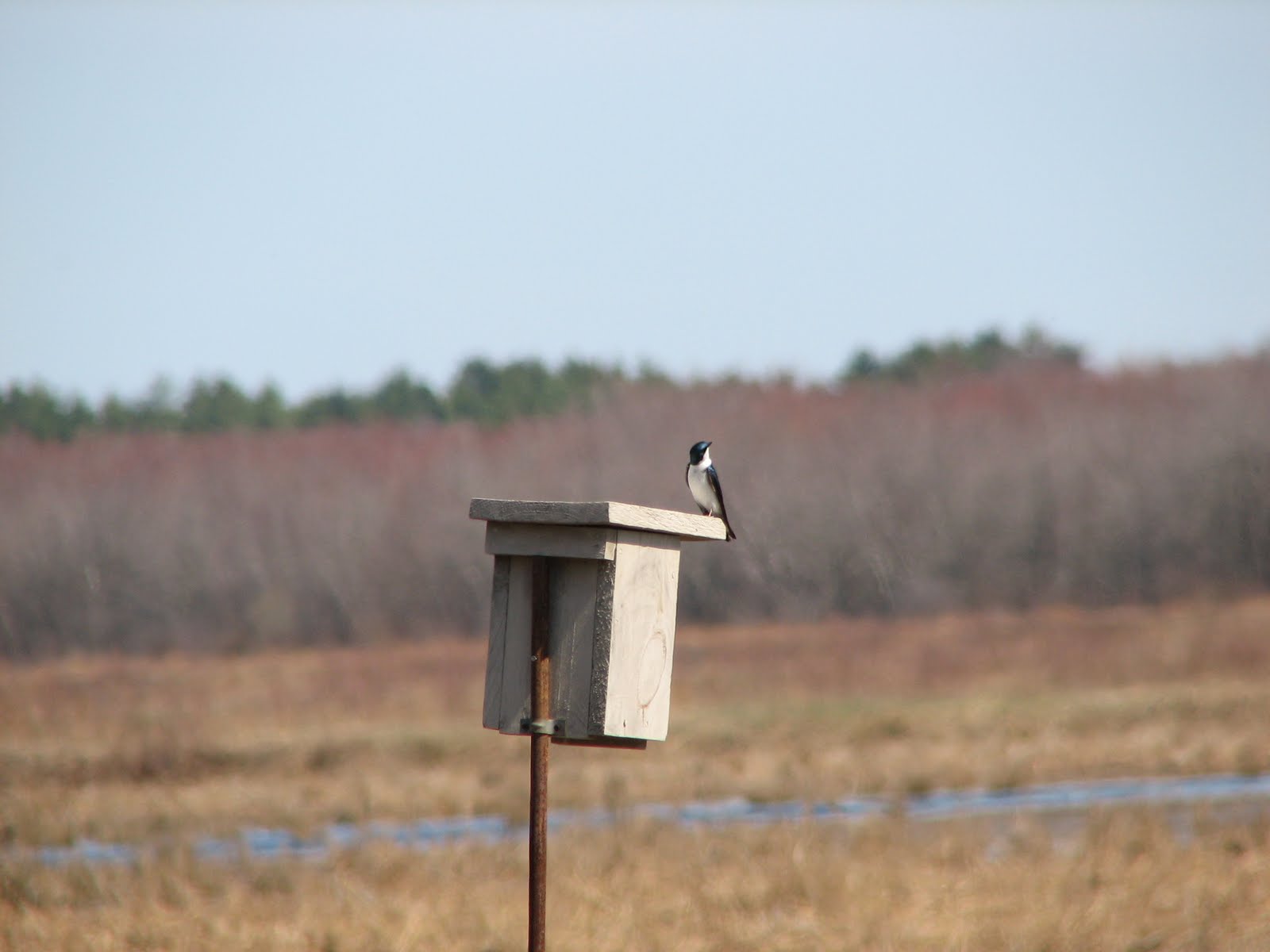 BirdingGirl: Tree Swallow House