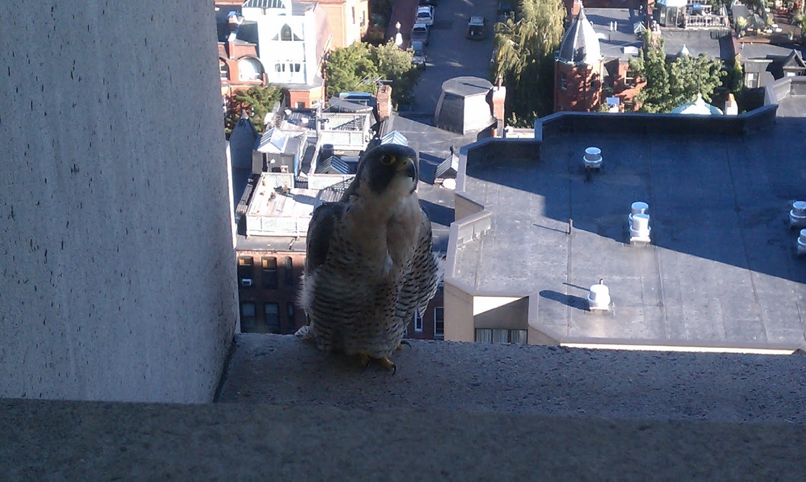 BirdingGirl: Boston Peregrine Falcon drops by for another visit