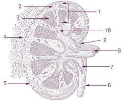 The Kidneys: THE HILUS