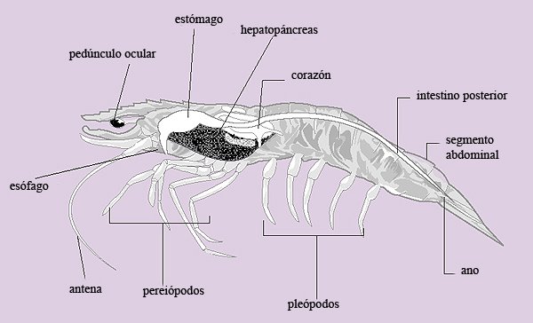 Tareas: Biologia