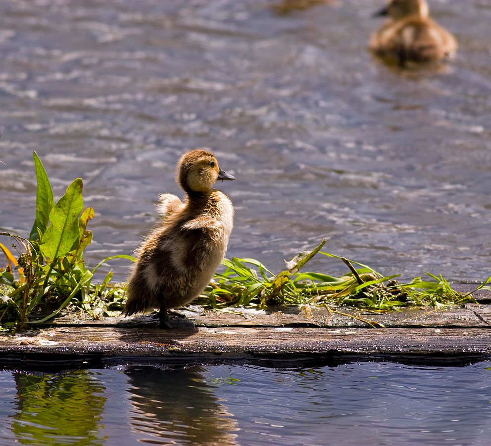 The awesome blog of awesomness: Top ten lists: Fuzzy animals