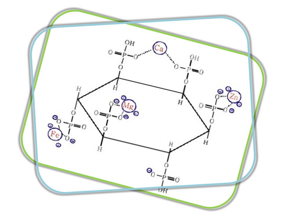 Linea de Biotecnología industrial: FITASAS UNA ALTERNATIVA PARA LA ...