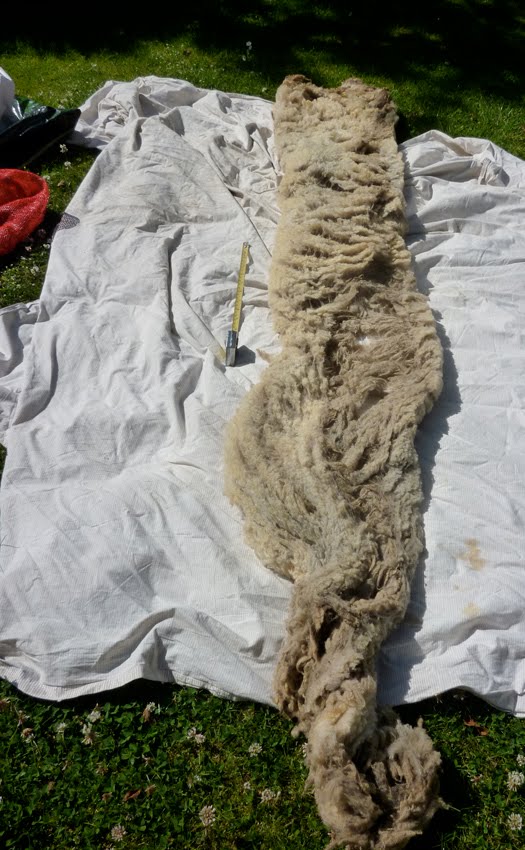 Carpe diem!: Exploring a Fleece: Grading and Sorting