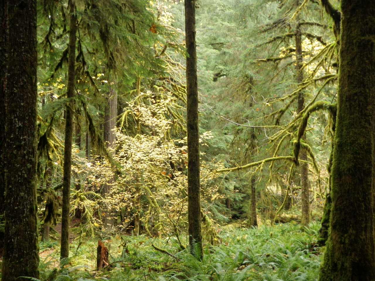 Song of the Whippoorwill: Seattle Part 4: Excursion to Olympic National ...