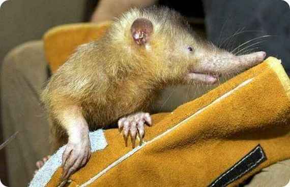 The Rarest Animals On Planet