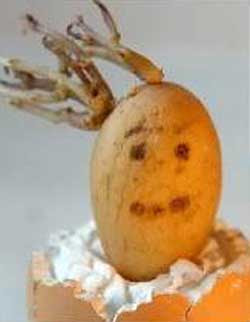 Nothing To Do With Arbroath: Man finds potato with a human face