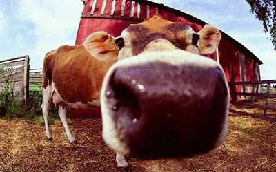 Nothing To Do With Arbroath: Government officials admit losing 20,000 ...