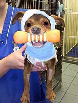 Nothing To Do With Arbroath: 12-inch dog in full body plaster cast ...