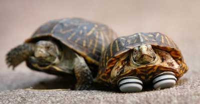Nothing To Do With Arbroath: Turtle gets new legs