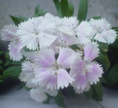 Native Myanmar Flowers Lovers: Flowers in Hana's Garden