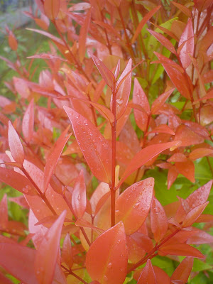 Native Myanmar Flowers Lovers: Thapyay leaves