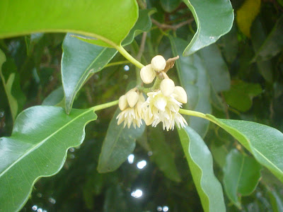 Native Myanmar Flowers Lovers: Star Flower