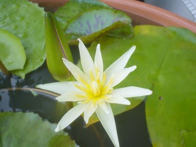 Native Myanmar Flowers Lovers: White Water Lily