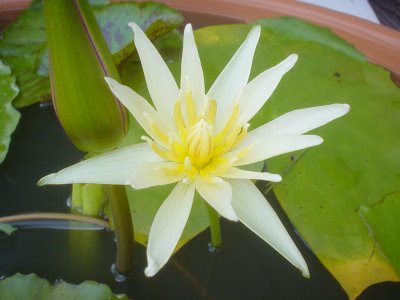 Native Myanmar Flowers Lovers: White Water Lily