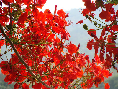 Native Myanmar Flowers Lovers: The Red Charming Tree