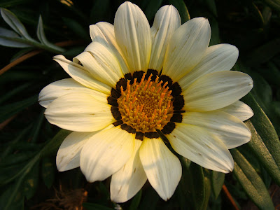 Native Myanmar Flowers Lovers: Dare to Bloom
