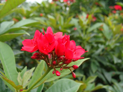 Native Myanmar Flowers Lovers: Red for Boldness!