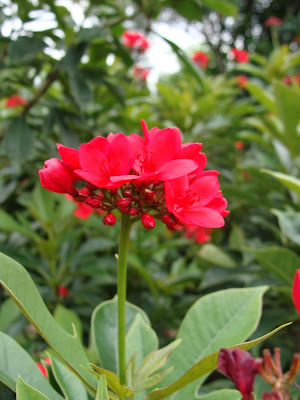 Native Myanmar Flowers Lovers: Red for Boldness!
