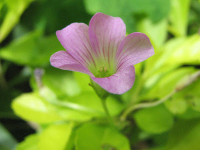 Native Myanmar Flowers Lovers: June 2009