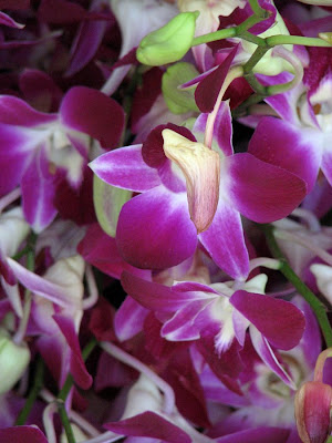 Native Myanmar Flowers Lovers: July 2009