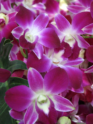 Native Myanmar Flowers Lovers: Lovely Orchids (4)