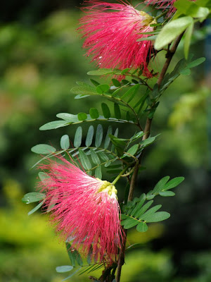Native Myanmar Flowers Lovers: Nature's Beauty