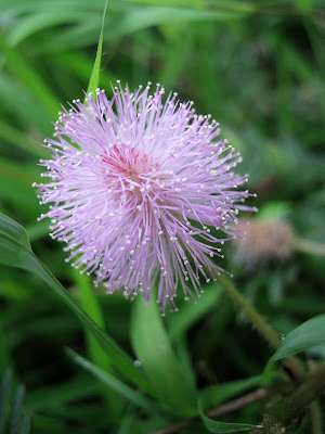 Native Myanmar Flowers Lovers: Pink on the Grass