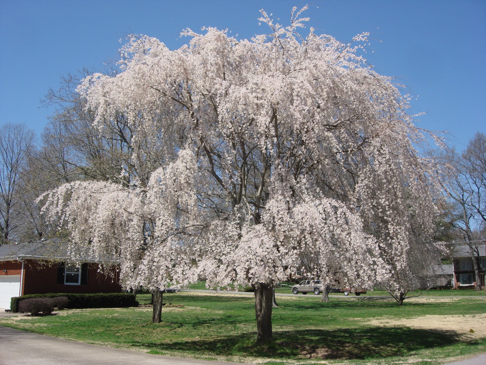 MEADOW LAKE GARDENER: Cherry trees are such a cheerful addition to any ...
