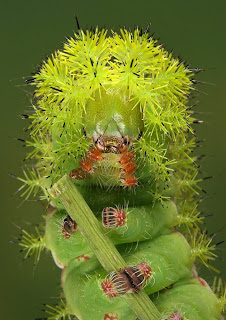 INSETTI STRANI (pt.1) - ILROLLA - video divertenti