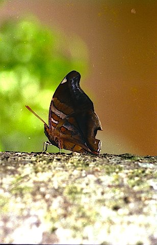 my rustic bajan garden: The Butterflies of Barbados