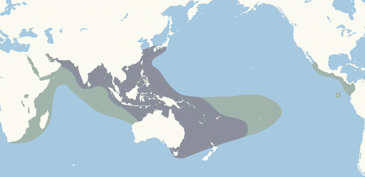 Deep Sea Bloggerhead: Sea Snakes